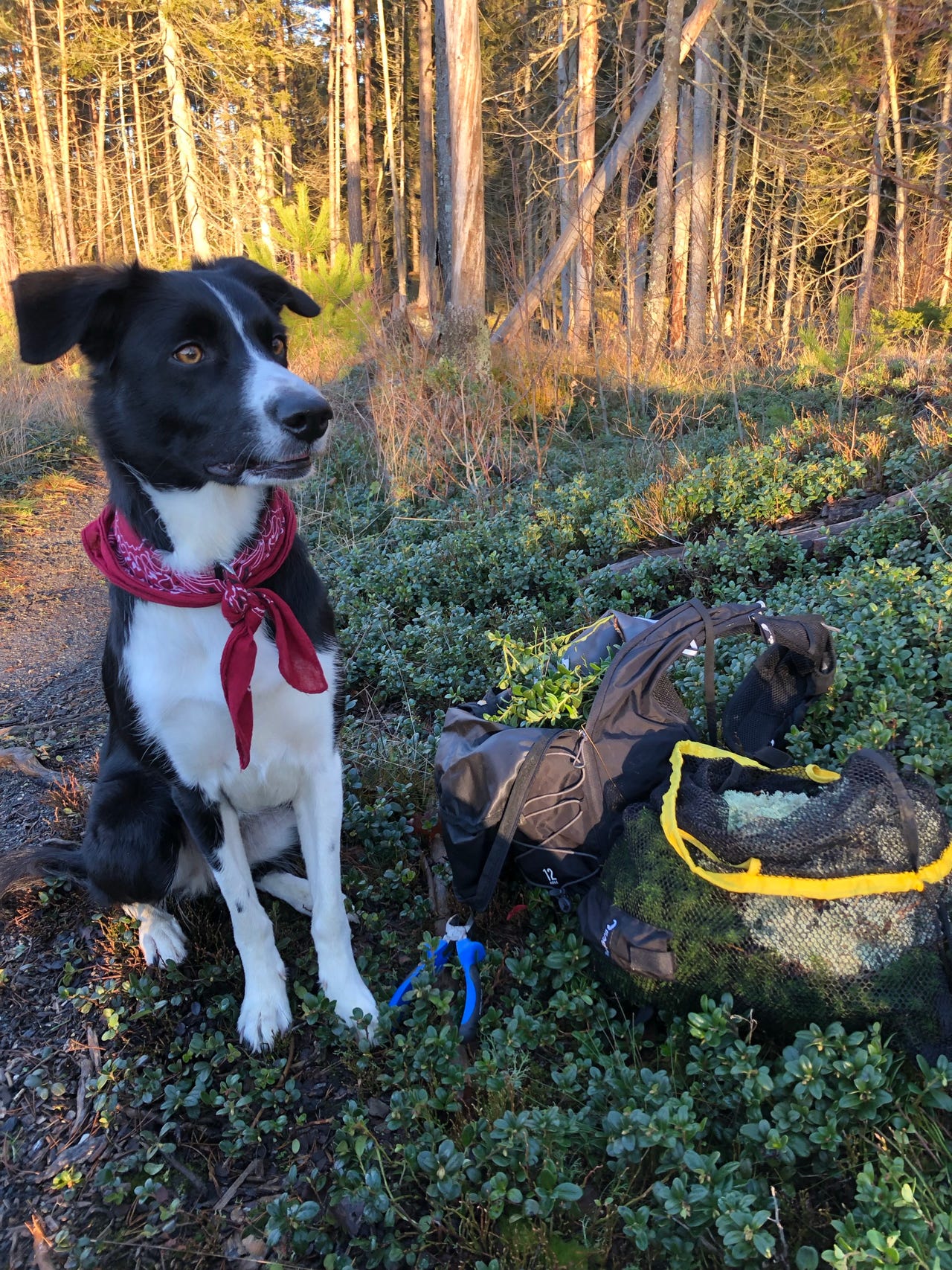 Bailey søker etter den rette mann ♥️ | FINN-torget