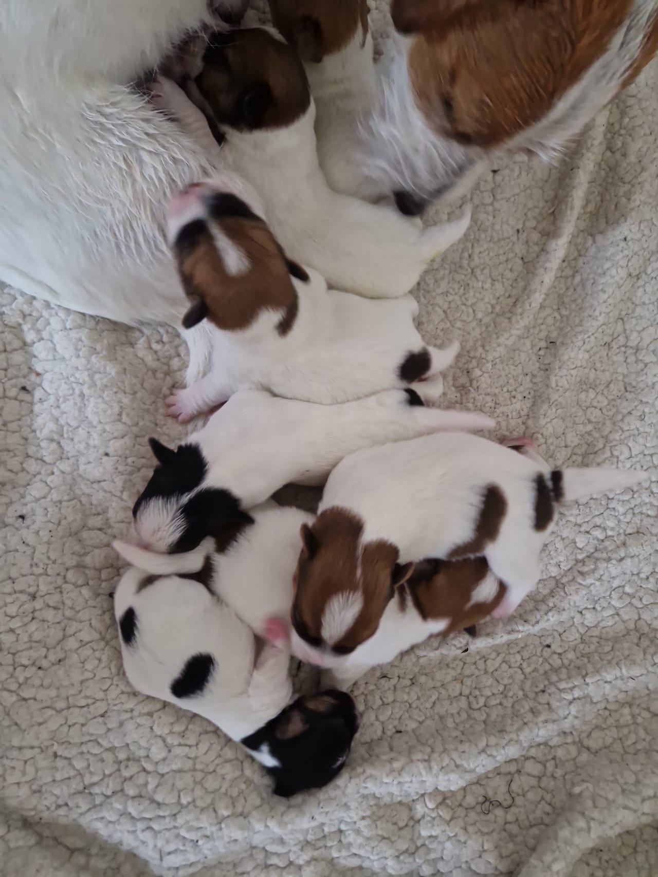 Jack Russel terrier valper | FINN-torget
