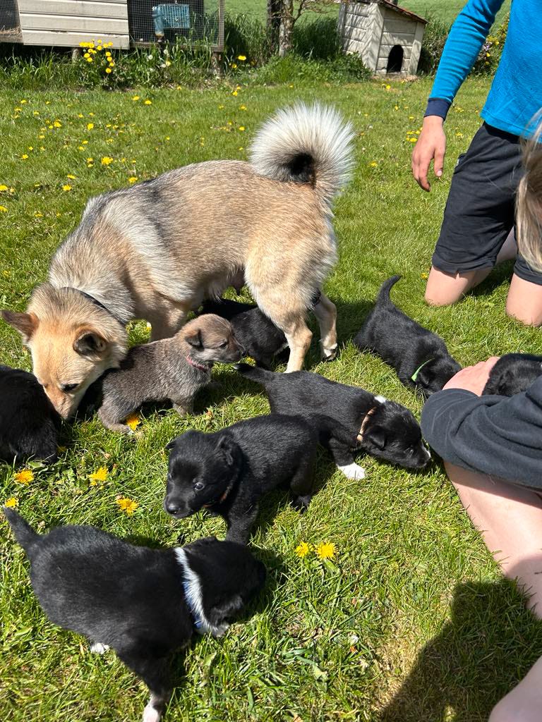 Buhund x Border Collie valper | FINN-torget