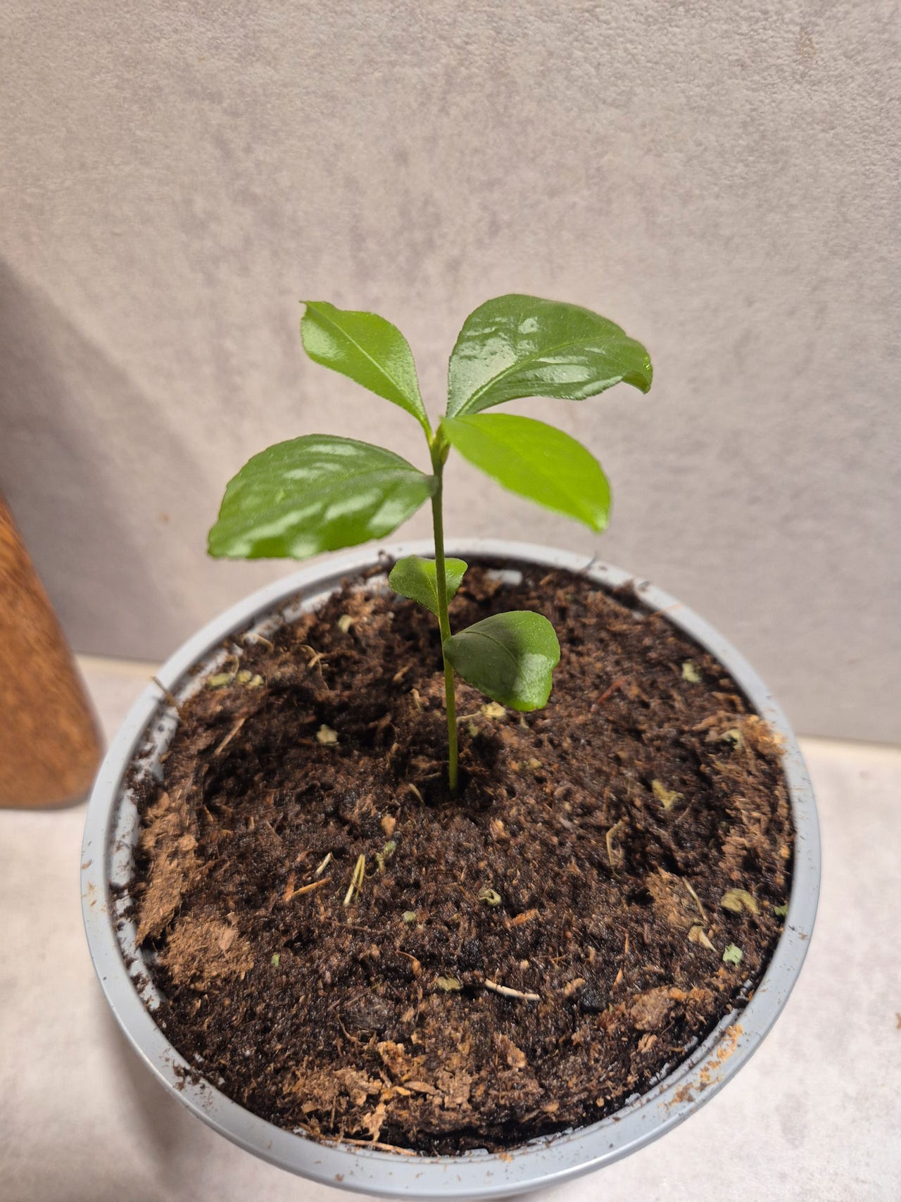 Sitronplante liten sitrontre grønn sitron plante stikling mini tre ...