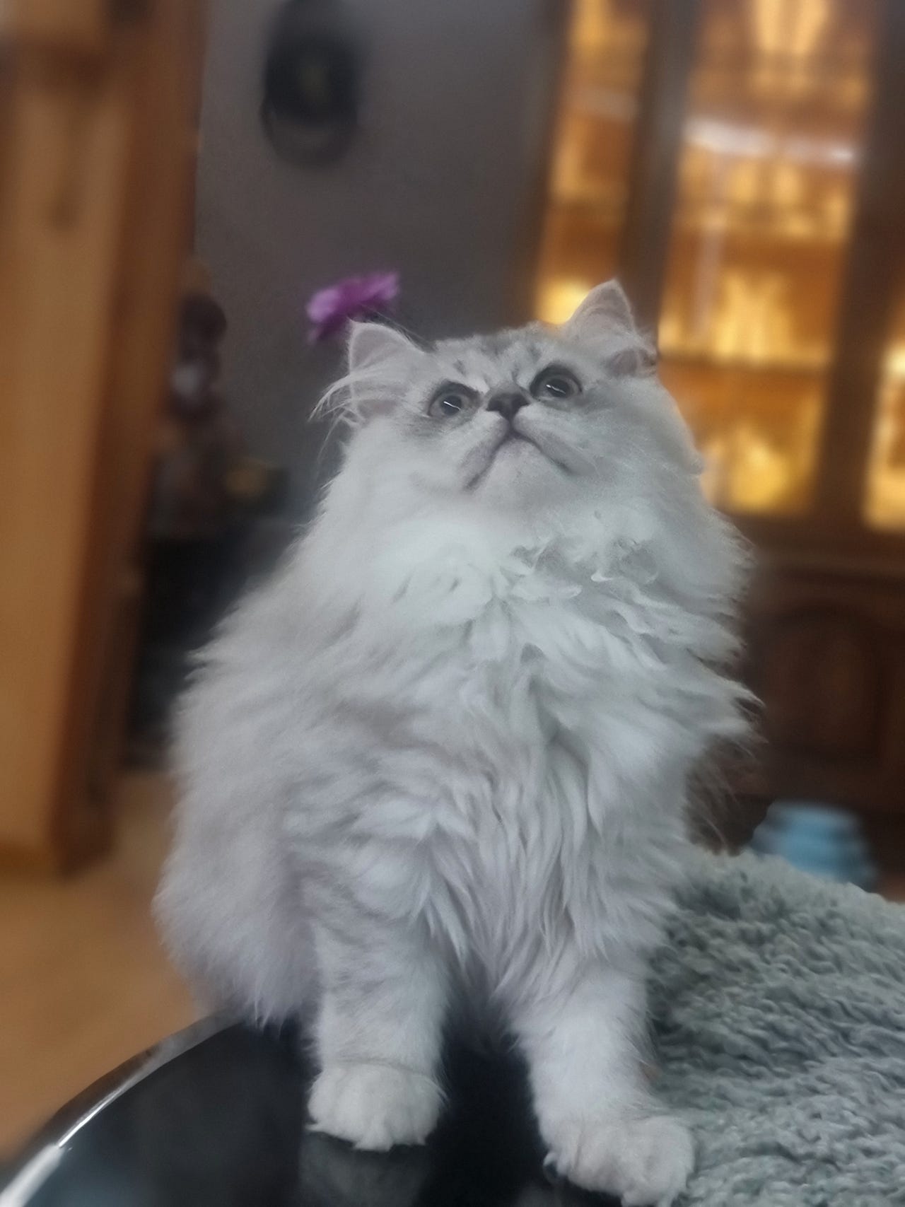 Britisk långhar Kattunger | FINN-torget