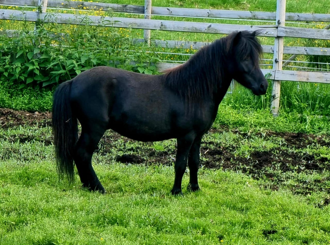 Hingst | FINN-torget