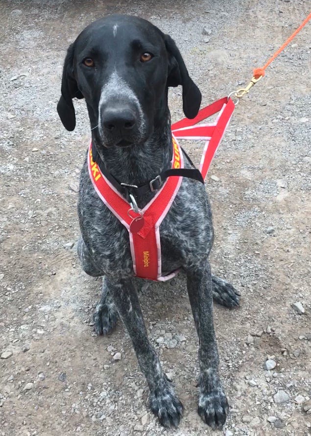 RESERVERT Suki omplasseres til turglade folk | FINN-torget