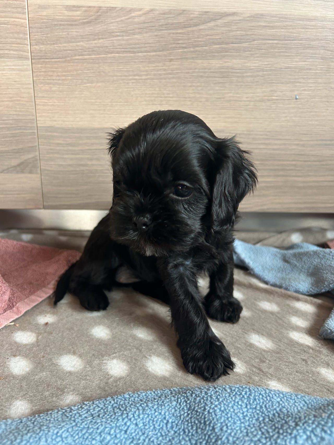 Nydelig F1b cavapoo valp sort tispe | FINN-torget