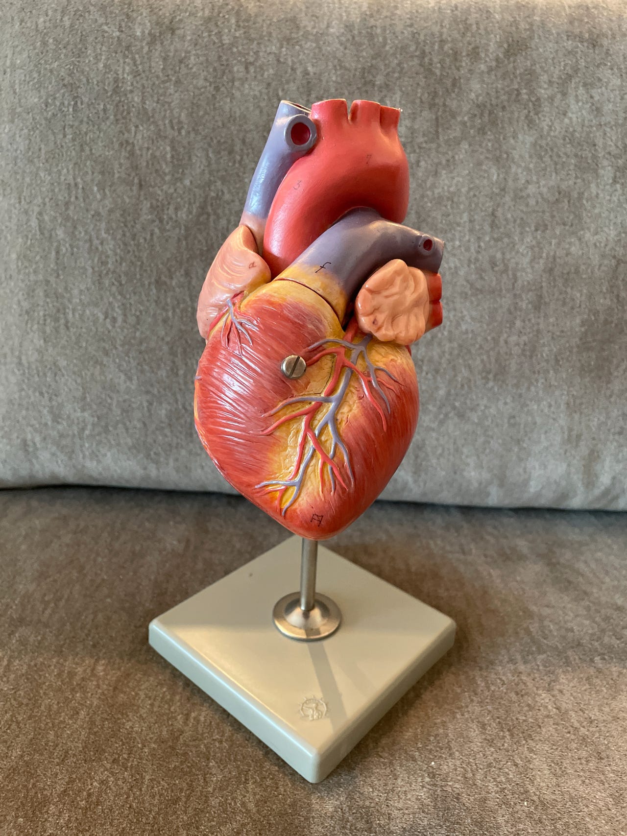 Vintage anatomisk modell av hjertet | FINN-torget