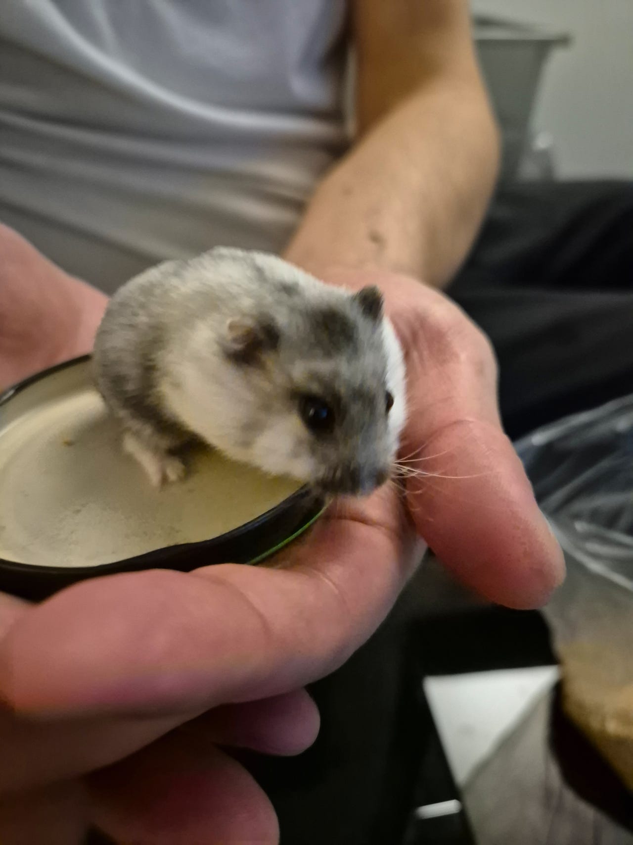 Hamster | FINN-torget