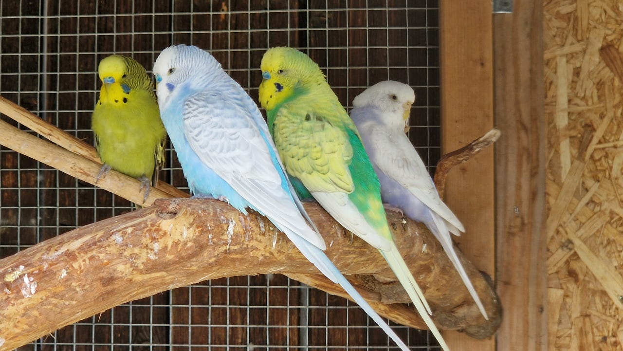 Undulater (Australsk) til salg | FINN-torget