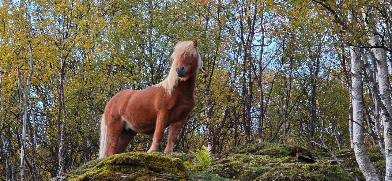 Islandshest vallak | FINN-torget