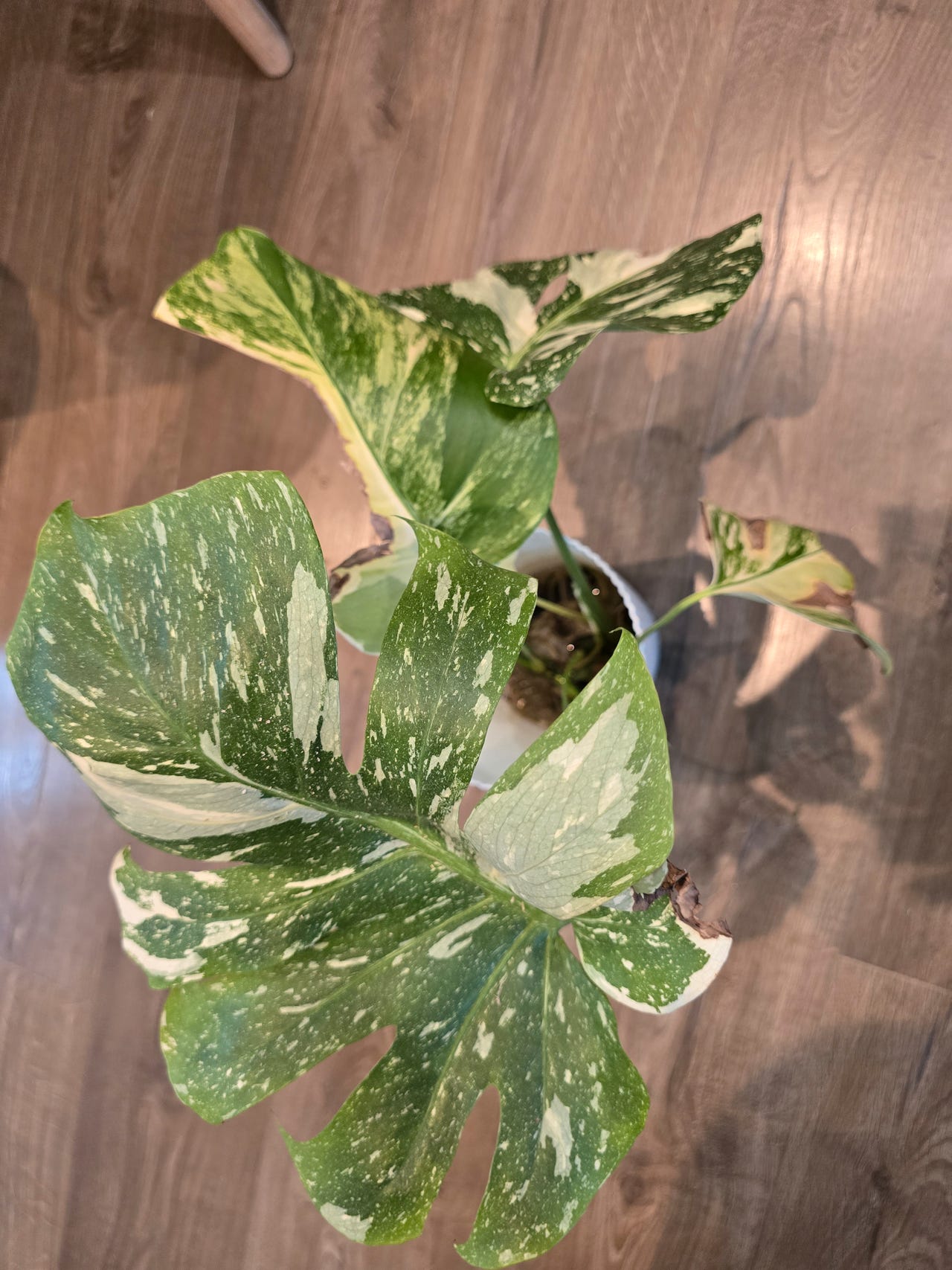 2 Monstera thaicons og 2 Monstera Borsi Aurea | FINN-torget