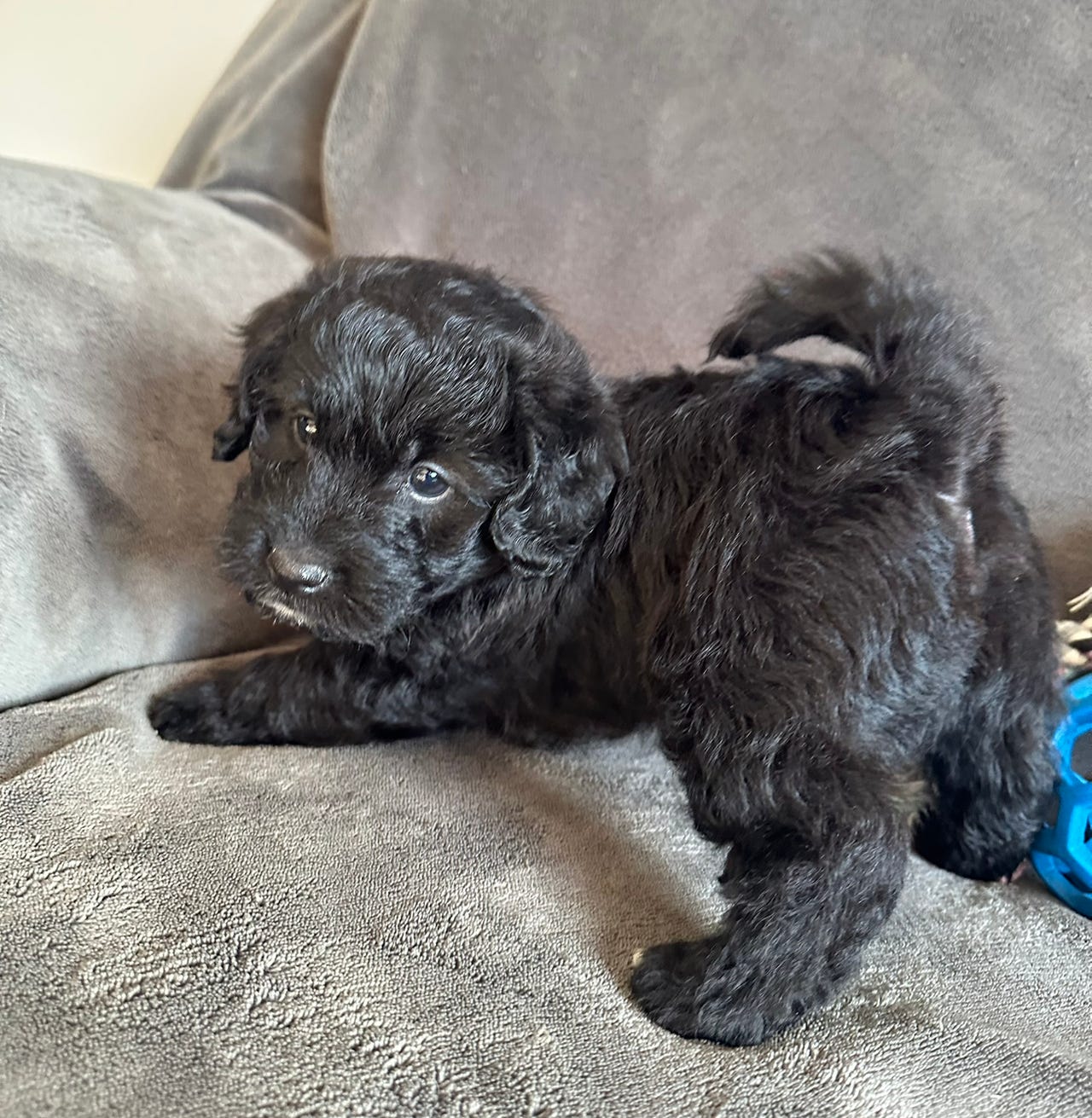 «Bamse» - Jackapoo gutt 50% Jack og 50%puddel | FINN-torget