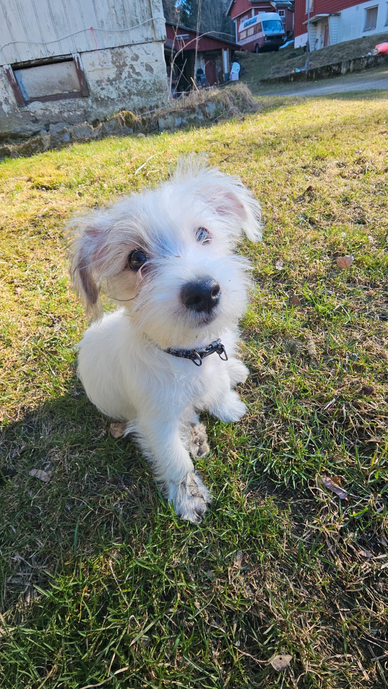 Jack russel/malteser valper | FINN-torget