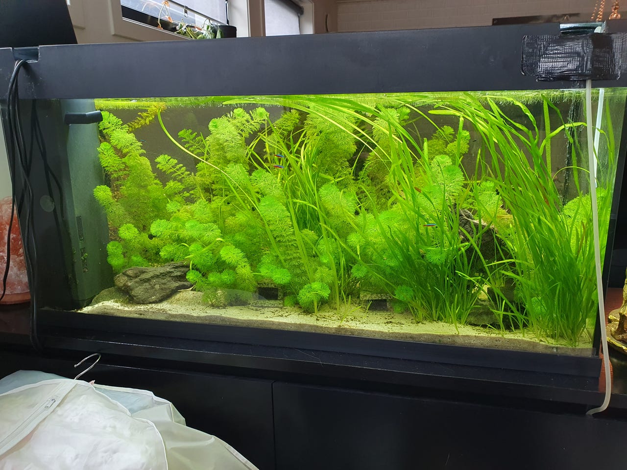 180l akvarie + akvarie møbel + utstyr | FINN-torget