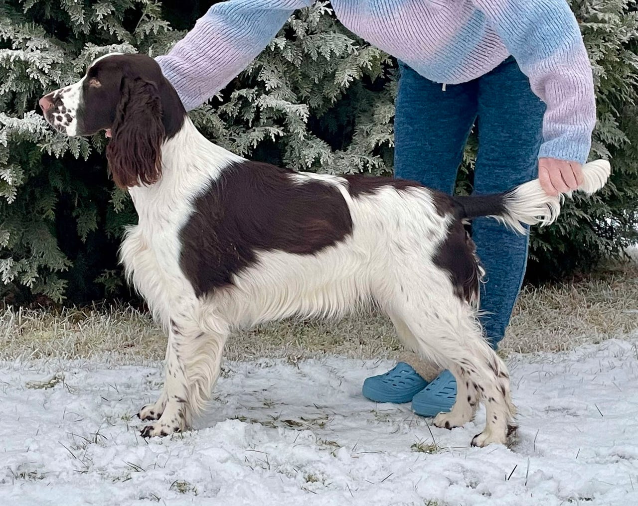 Engelsk Springer Spaniel tispe selges til rett hjem | FINN-torget