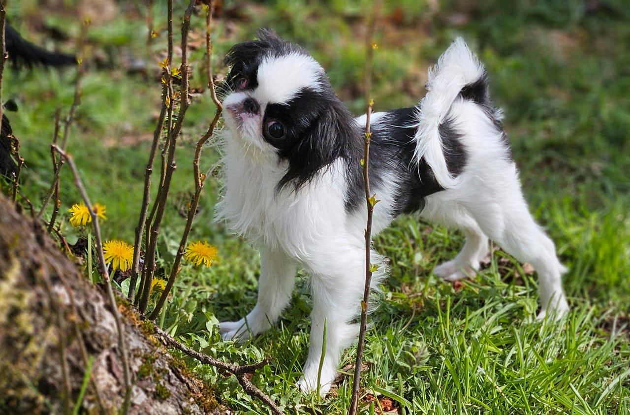 Japanese chin | FINN-torget