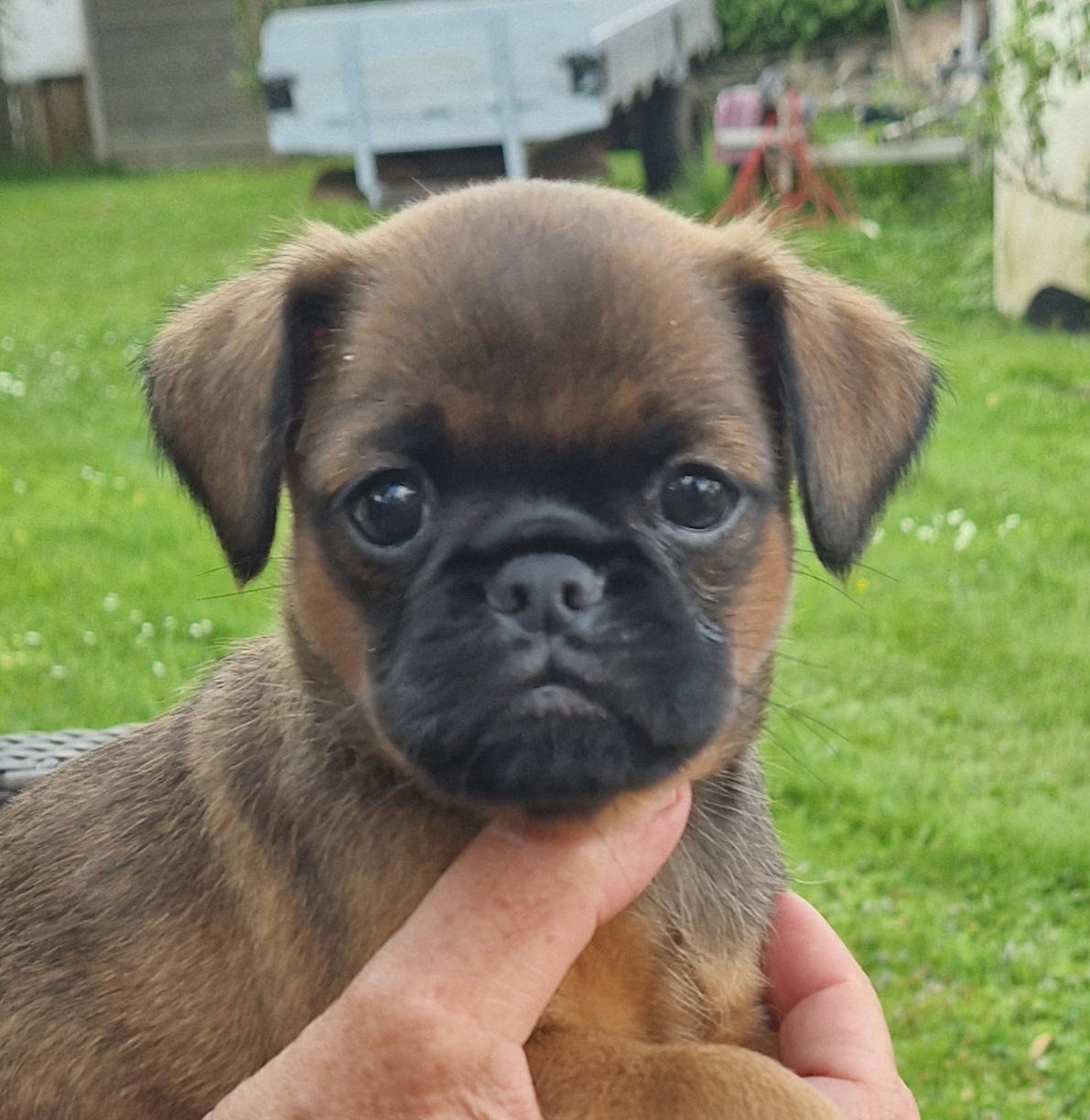 Griffon/Petit Brabancon valper | FINN-torget