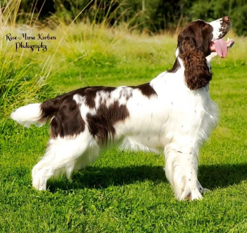 Engelsk Springer spaniel | FINN-torget