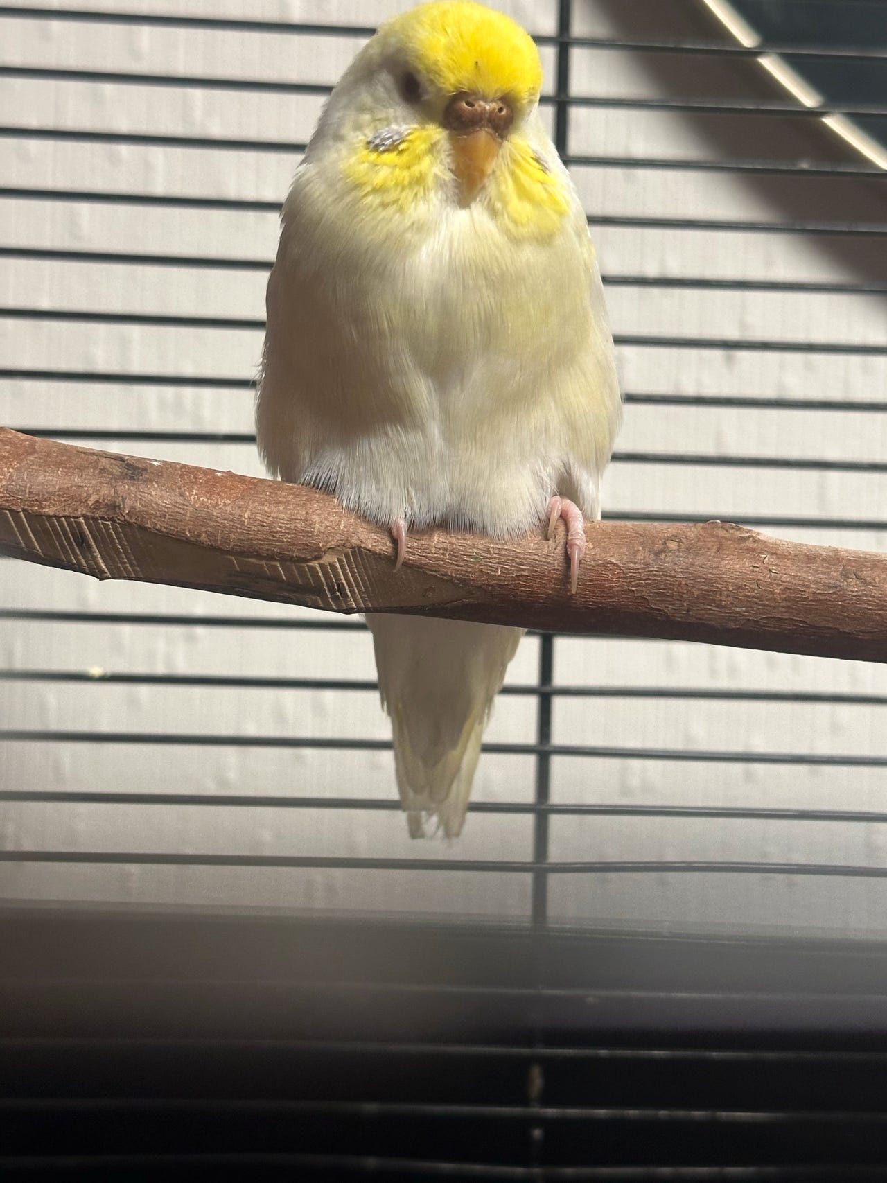 Vakker og sjelden Rainbow German Fallow undulat ,Gold face,en hunn med ...