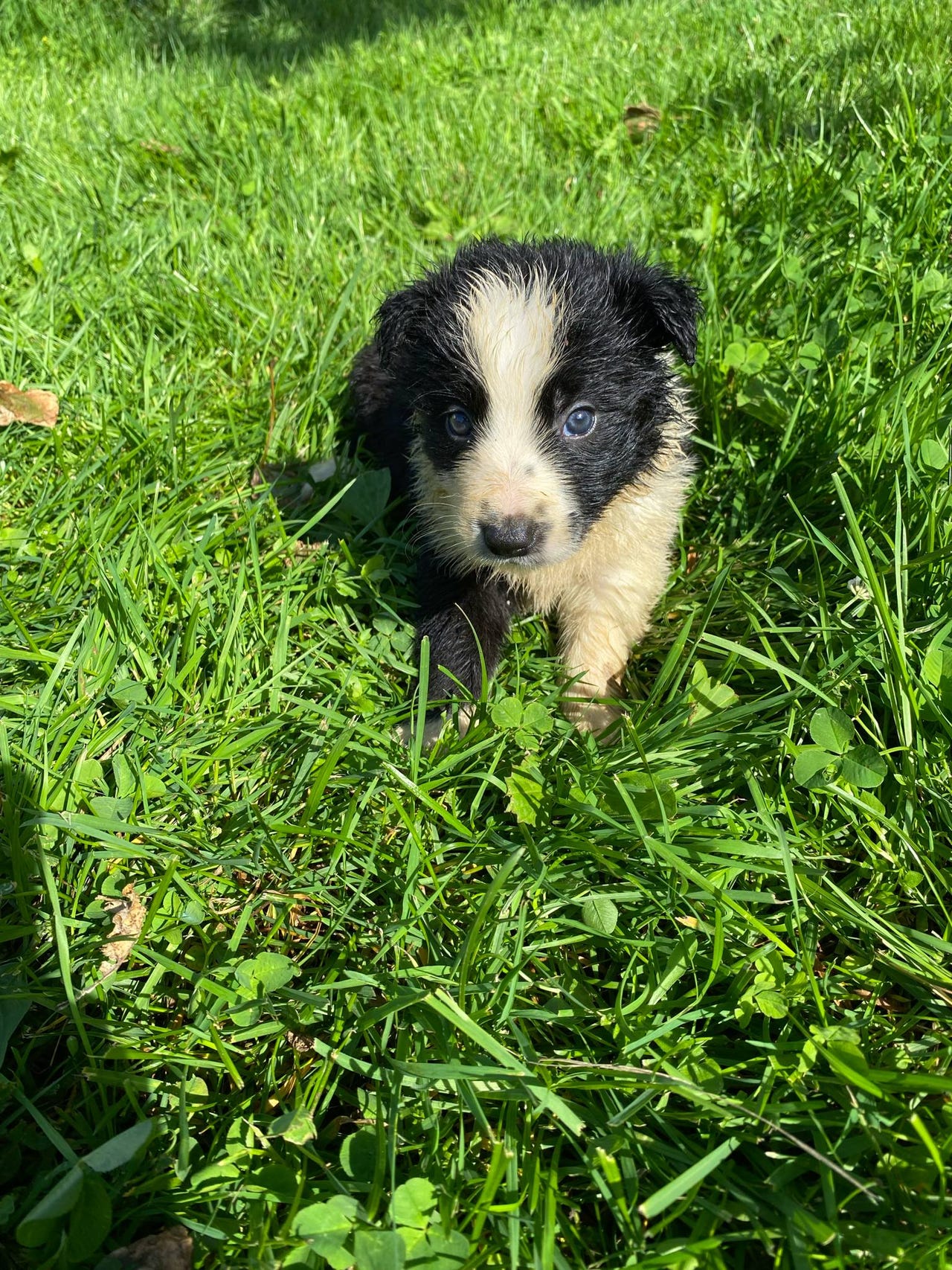 Korthårede Border Collie-valper – Leveringsklare 10. august | FINN-torget