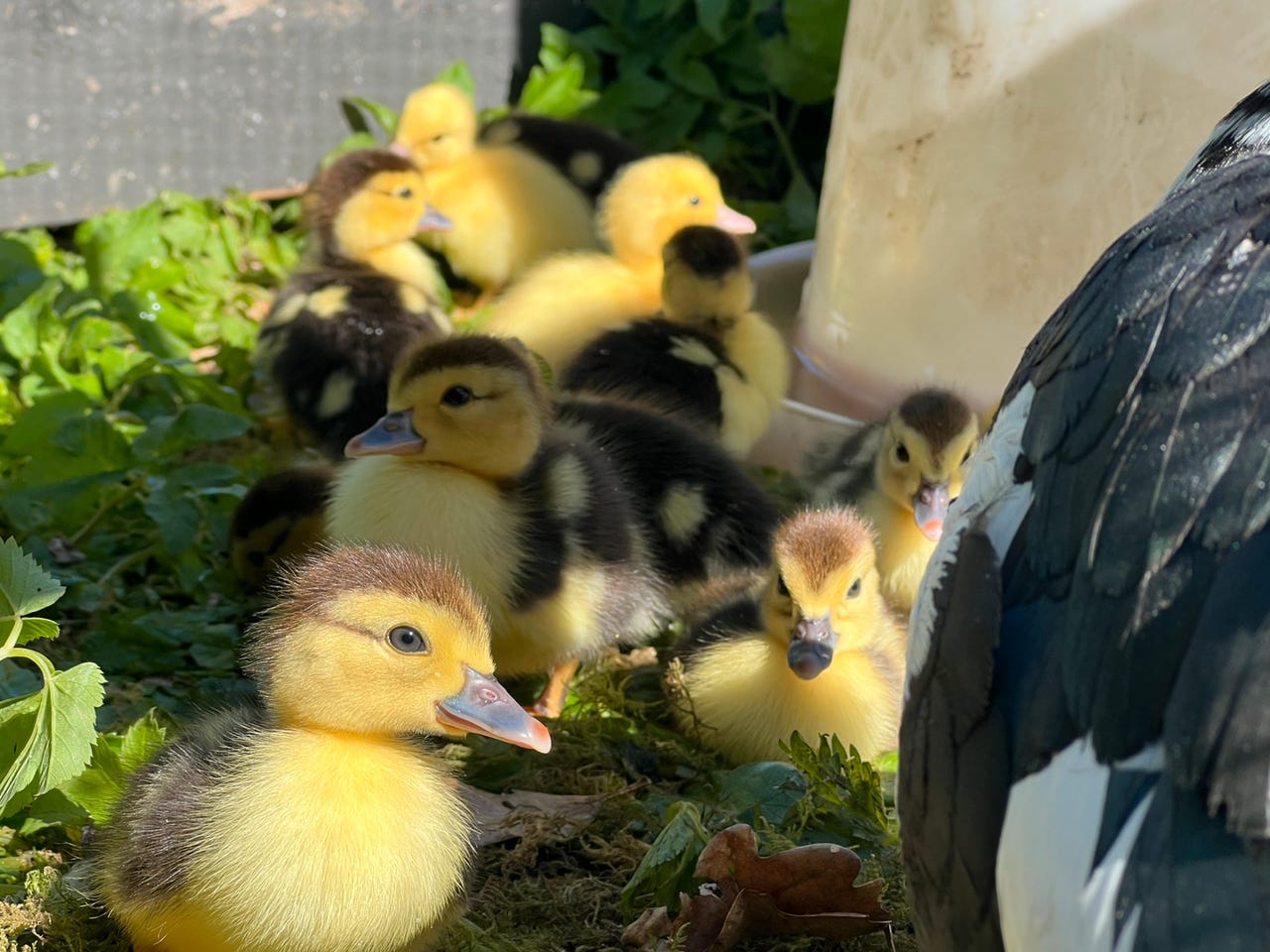 Moskusand andunger Moskus | FINN-torget
