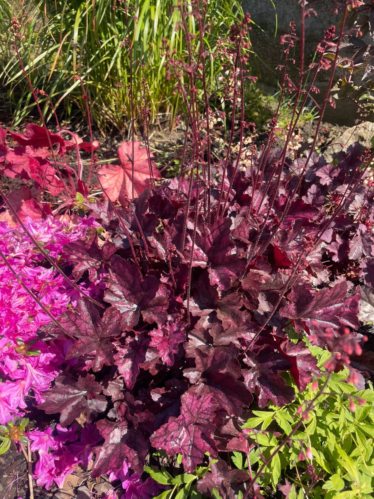 Alunrot 6 stk | FINN-torget