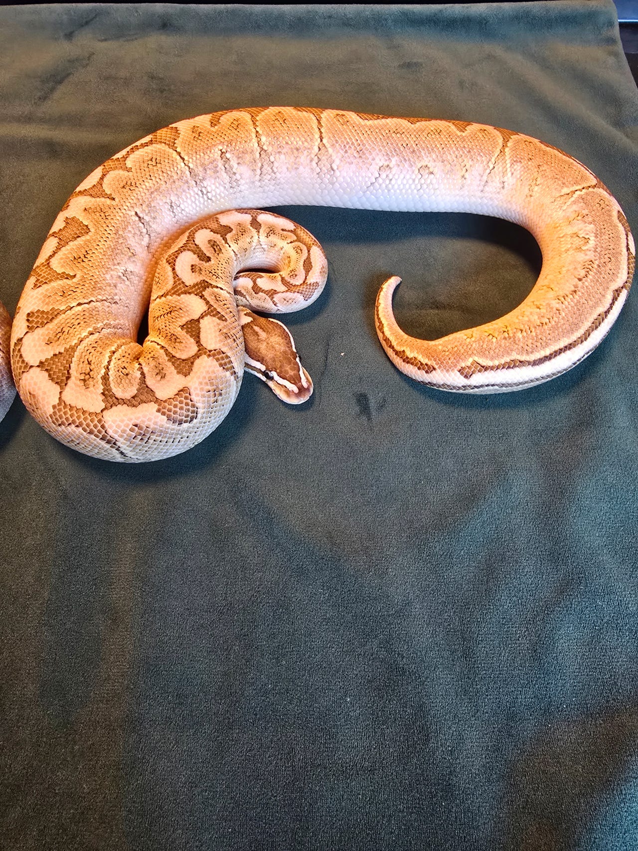 0.1 GHI Bamboo kongepyton | FINN-torget