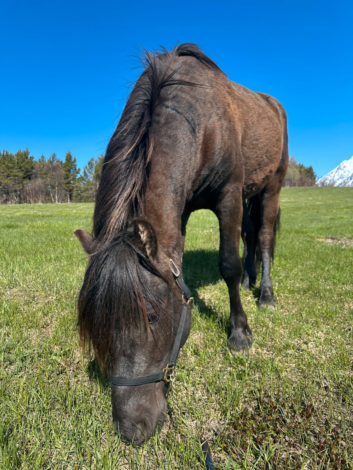 Lynghest hingst | FINN-torget