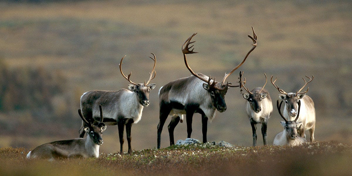 Jaktkort på villrein selges i område Setesdal Austhei Villreinområde ...