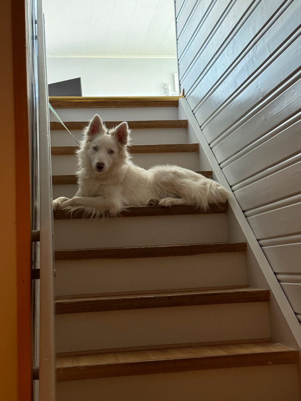 Border Collie (Albino) omplasseres | FINN-torget