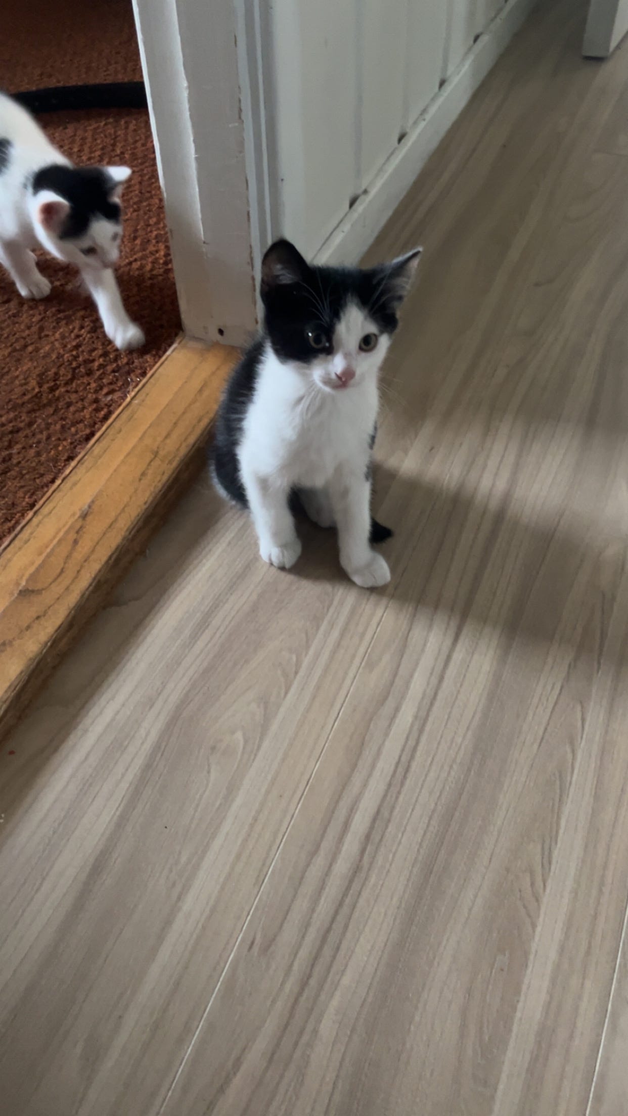 3 leveringsklare katter til salgs! | FINN-torget