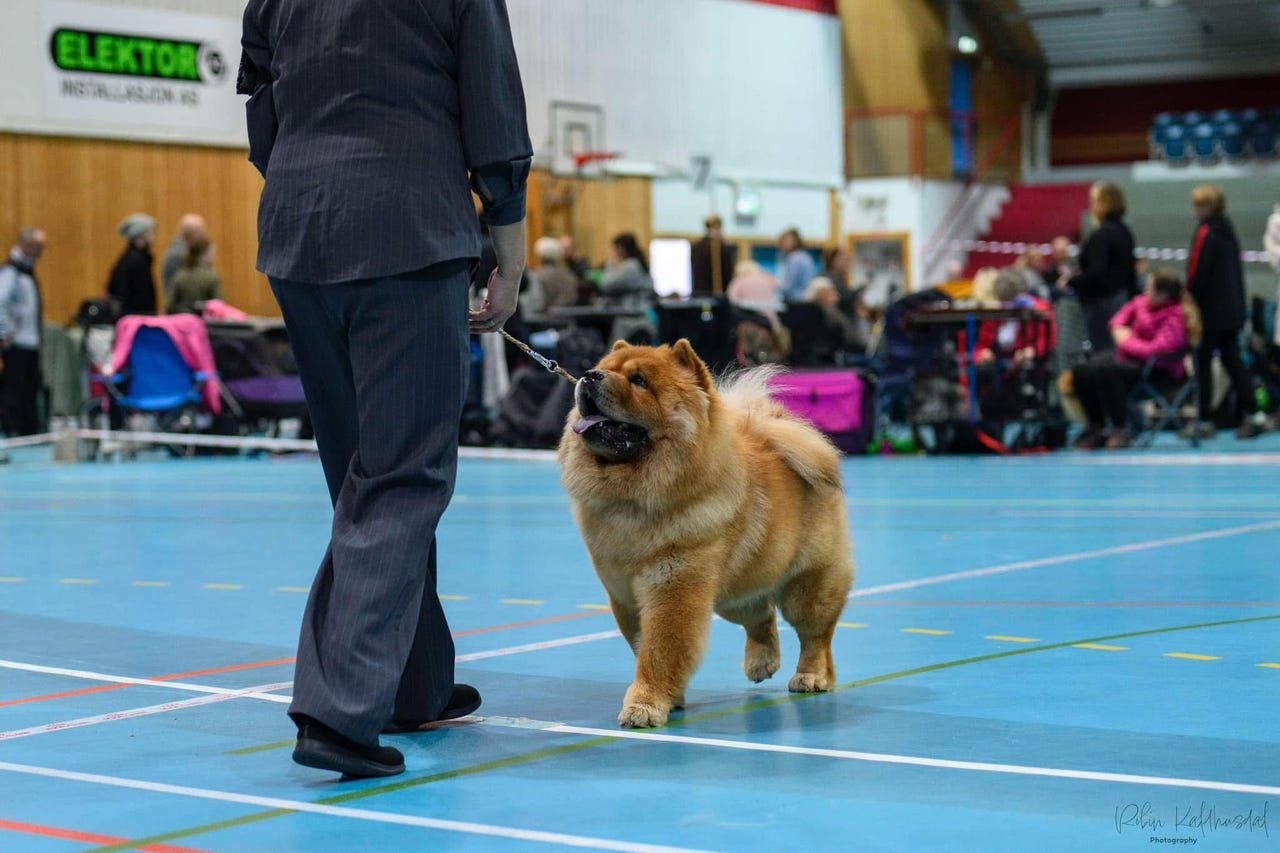 Chow Chow hann på Fòrvertavtale | FINN-torget