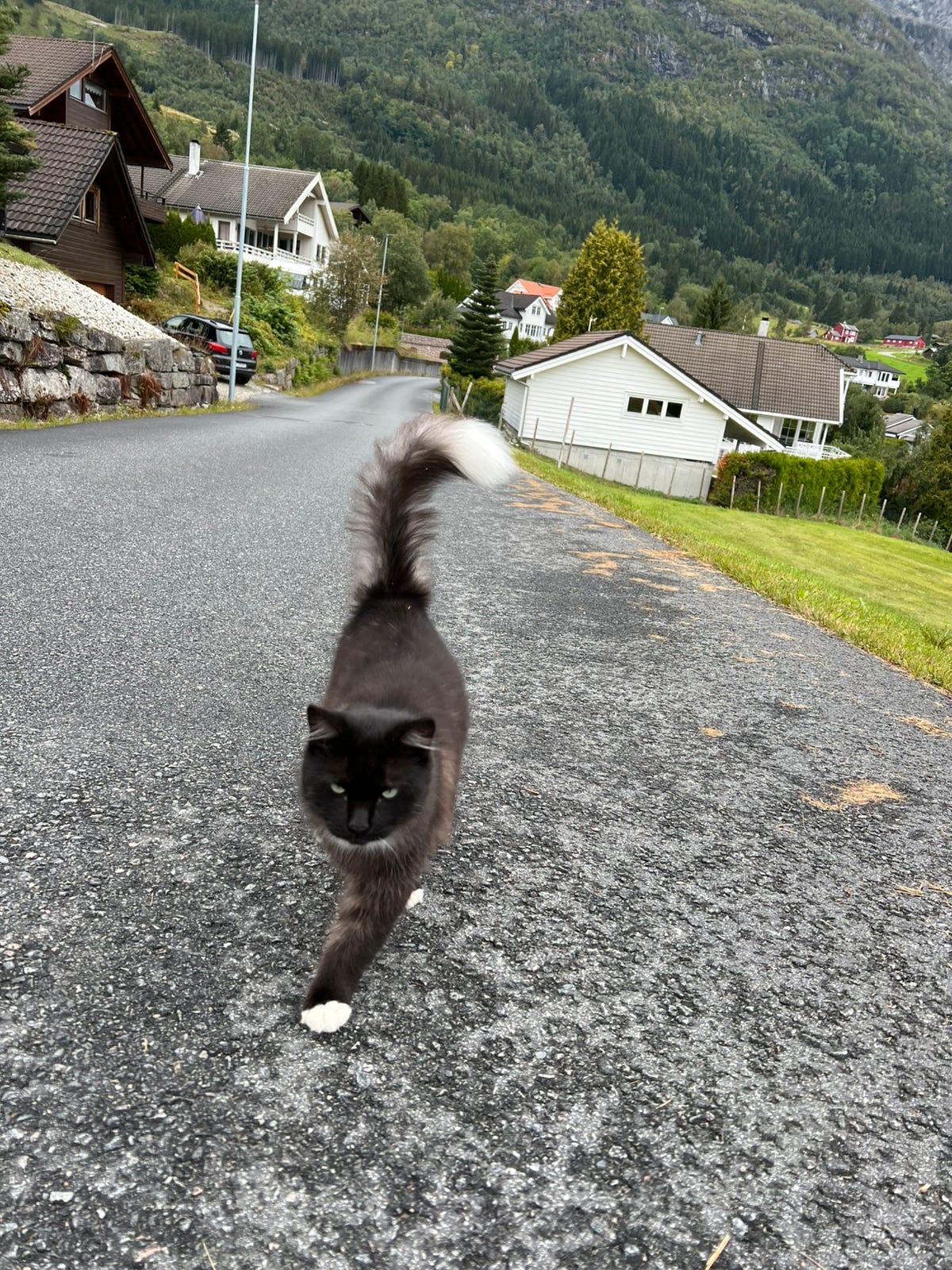 Hannkatt 1,5 år gis bort grunnet flytting | FINN-torget