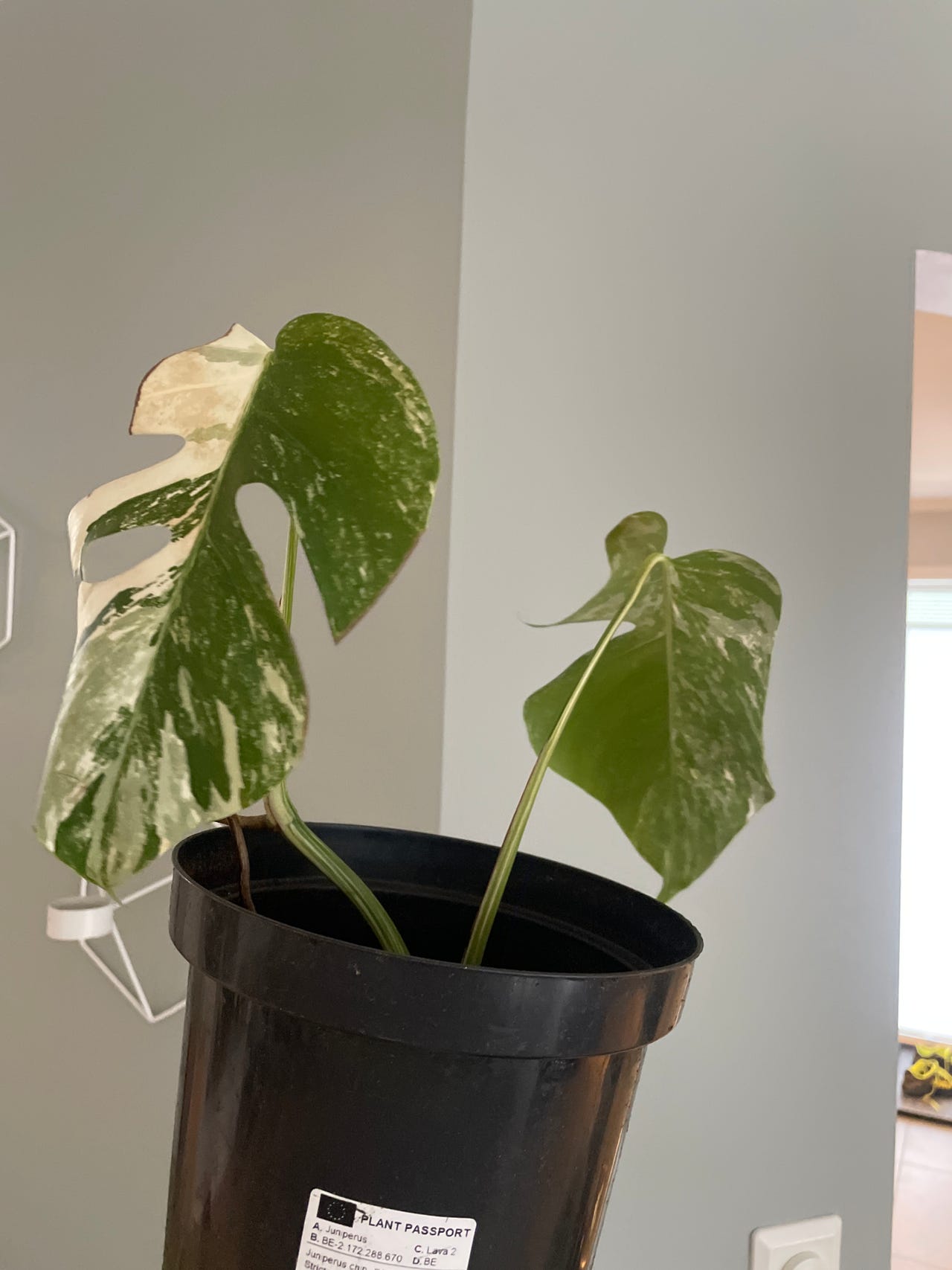 Reservert ! Monstera variegata med nyoppdaget Trips | FINN-torget