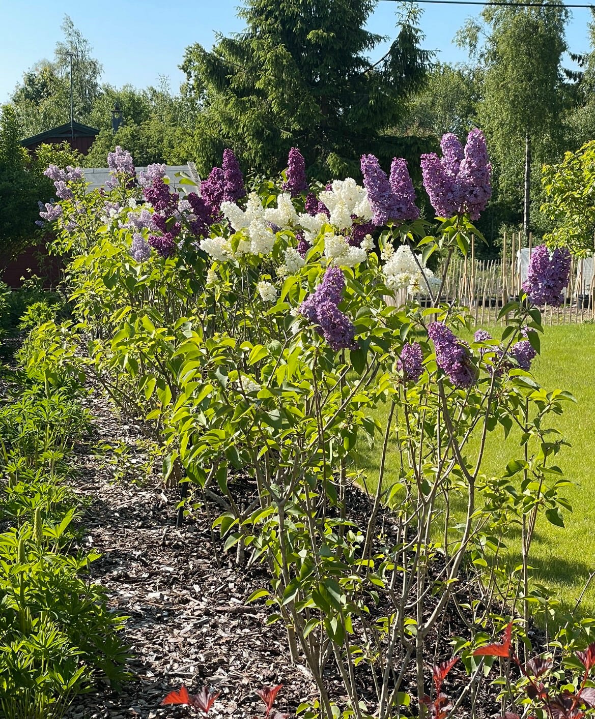 Syriner | FINN-torget