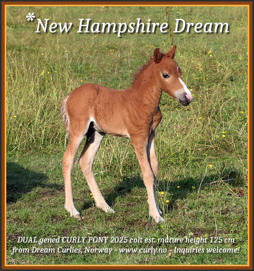 Allergivennlig American Curly ponni stor kat. 3 - mange bilder + video ...