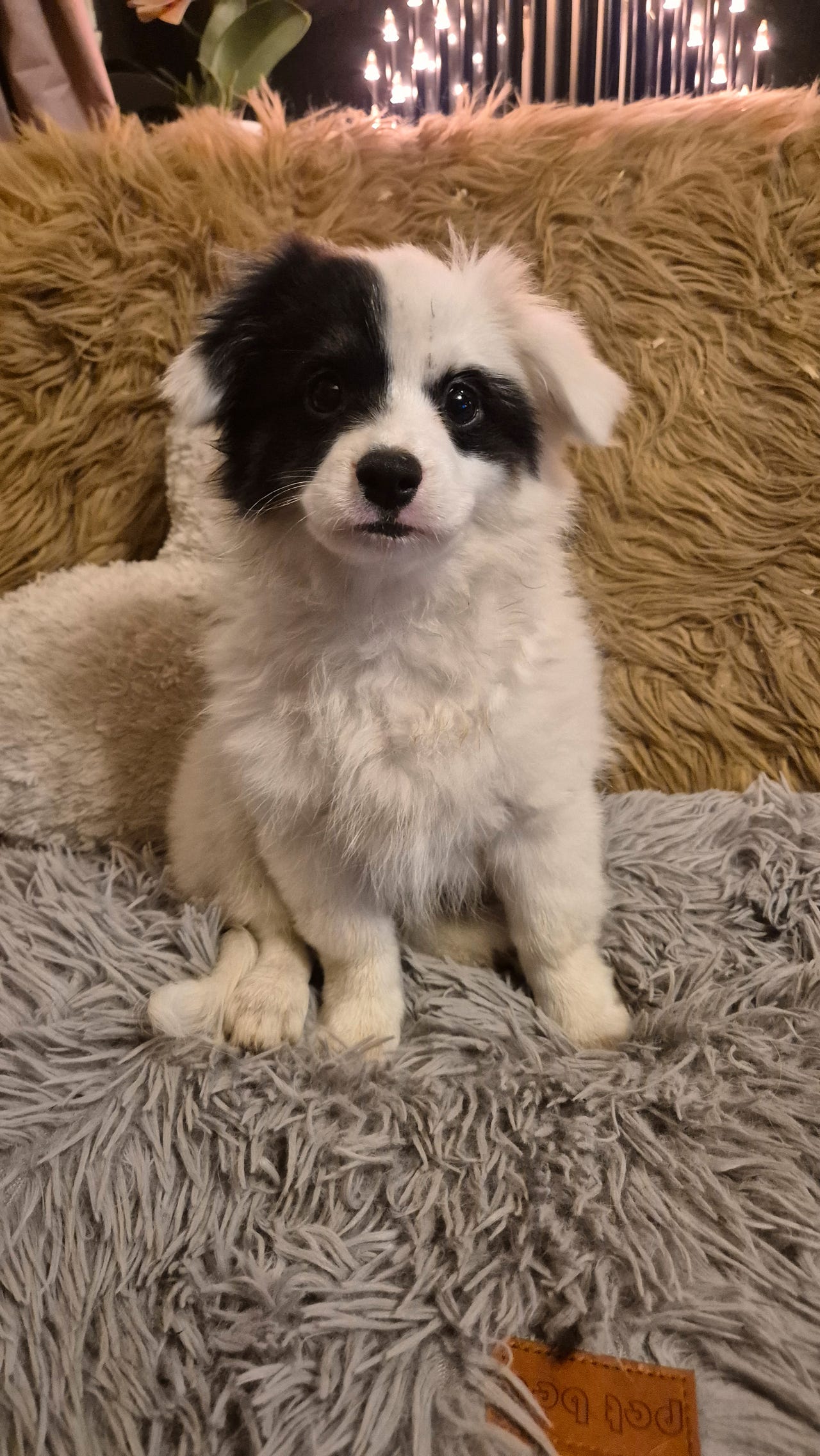 Da er det bare Ella og Eira igjen | FINN-torget