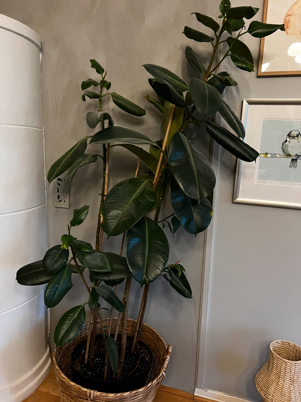 Stor plante | FINN-torget