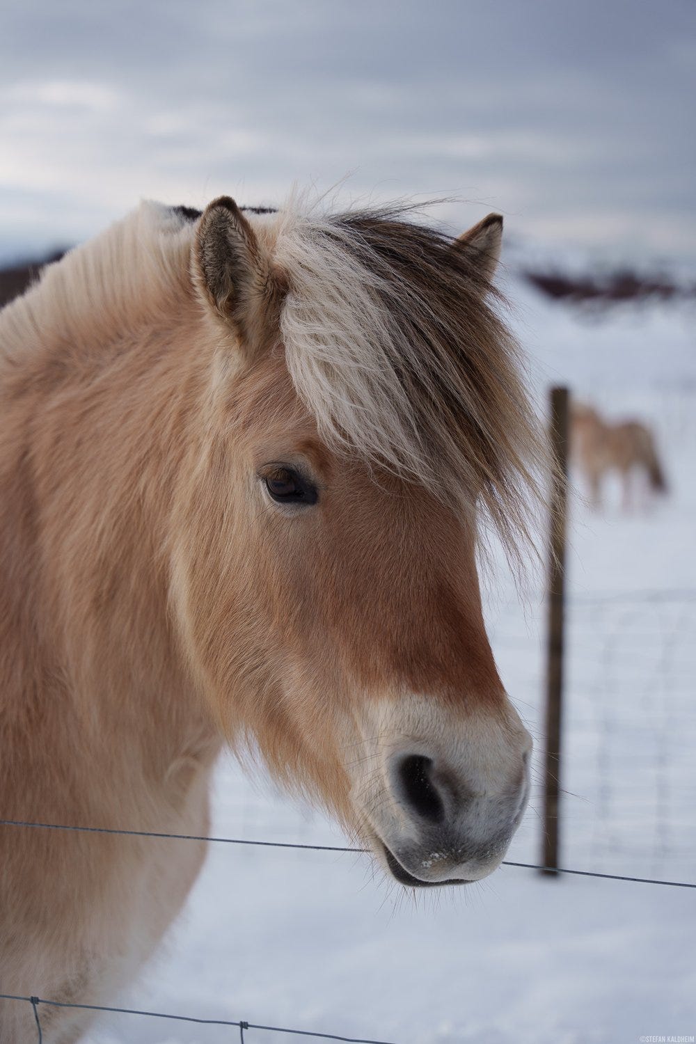 Snill og erfaren fjording ønskes kjøpt - garanterer et godt og for ...