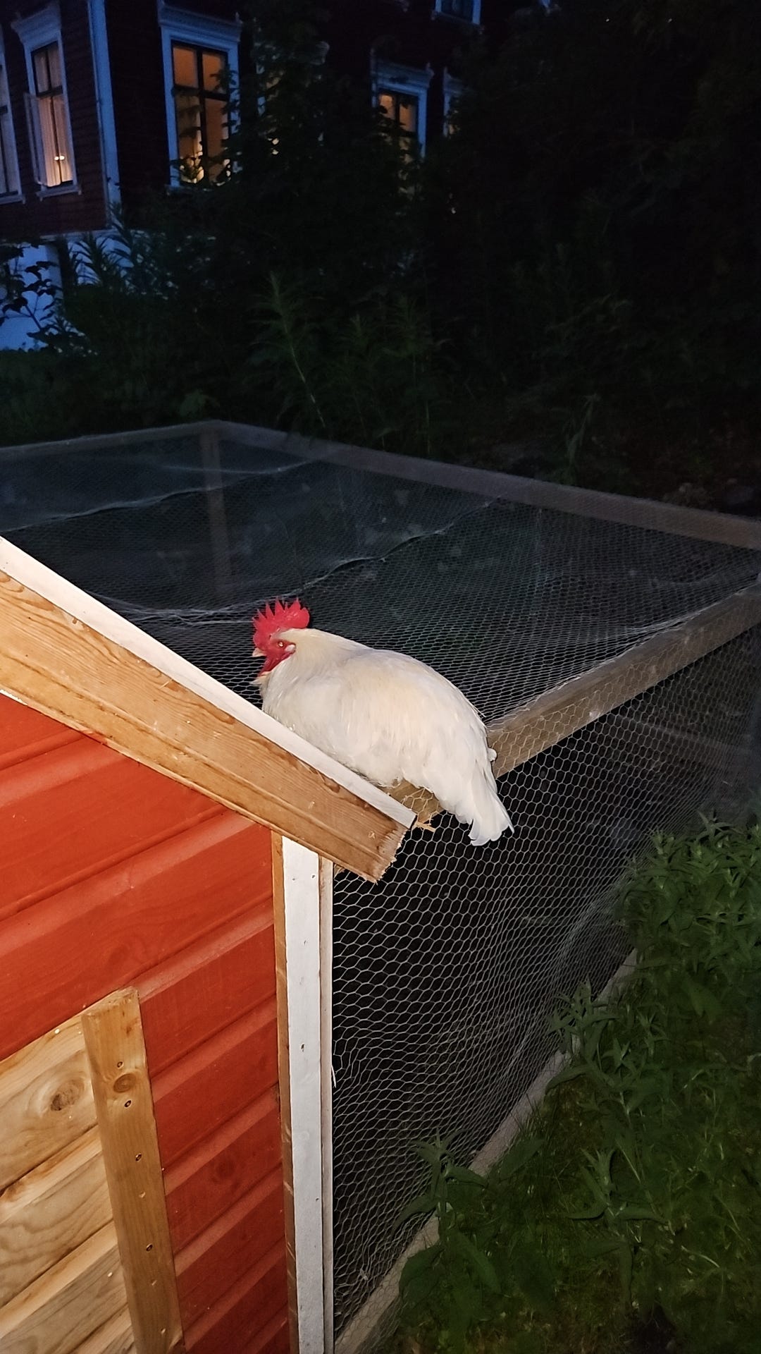 Gir bort 3 unge haner | FINN-torget