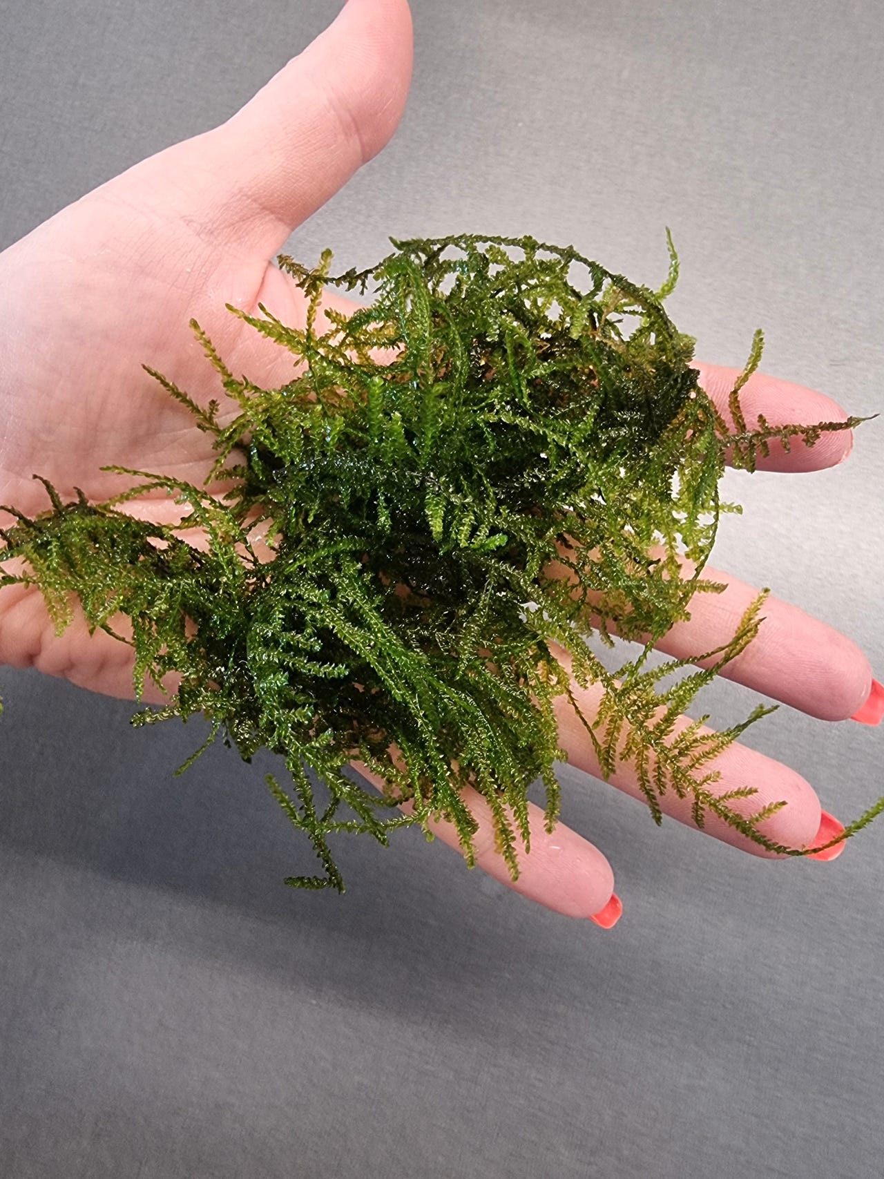 Porsjon av Christmas Moss | FINN-torget