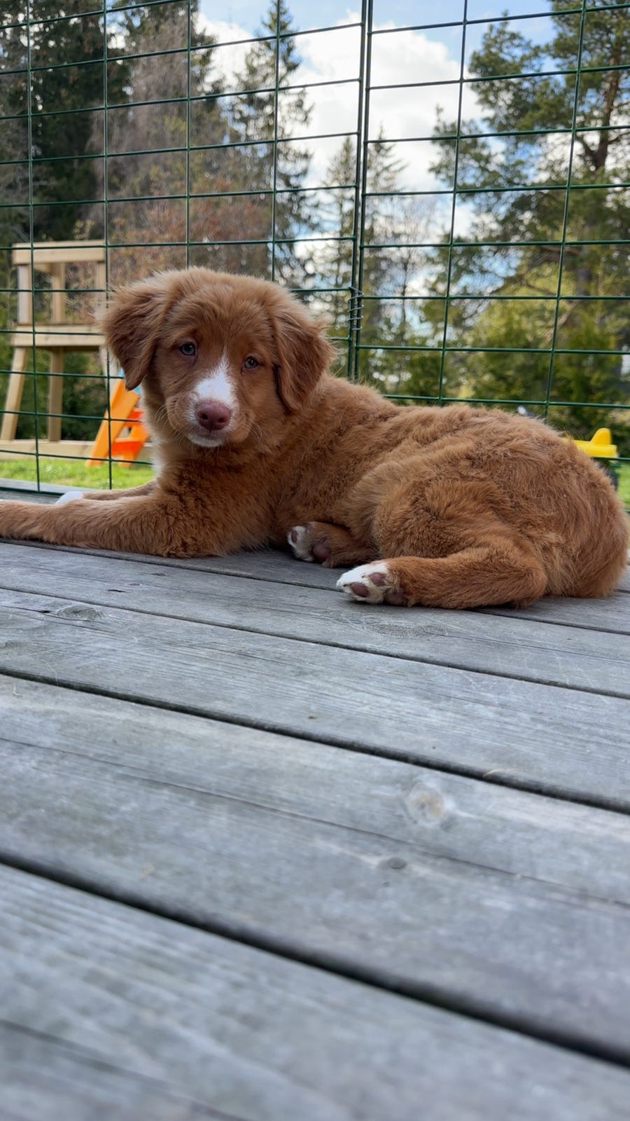 Toller valp søker fôrvert ️ | FINN-torget