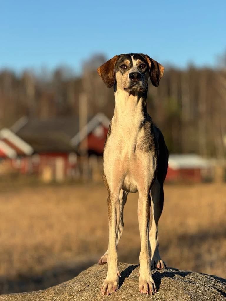 Frida søker hjem! | FINN-torget