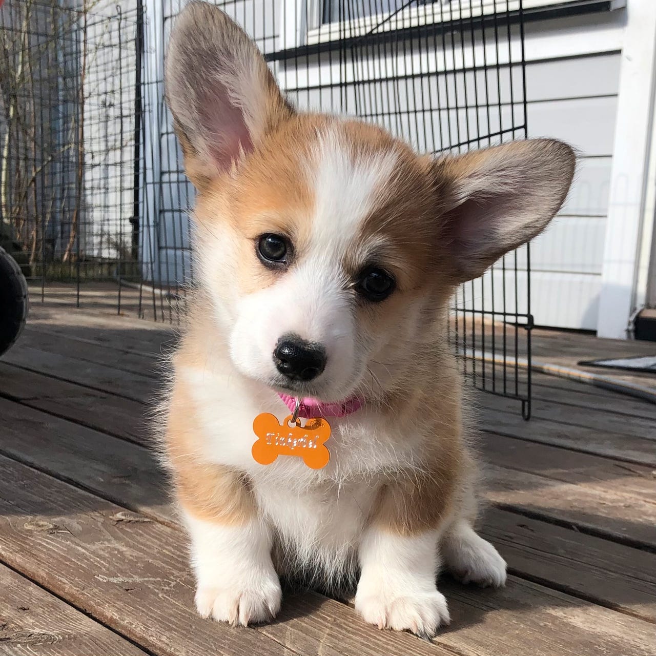 Pembroke Corgi valper, NKK registrert | FINN-torget