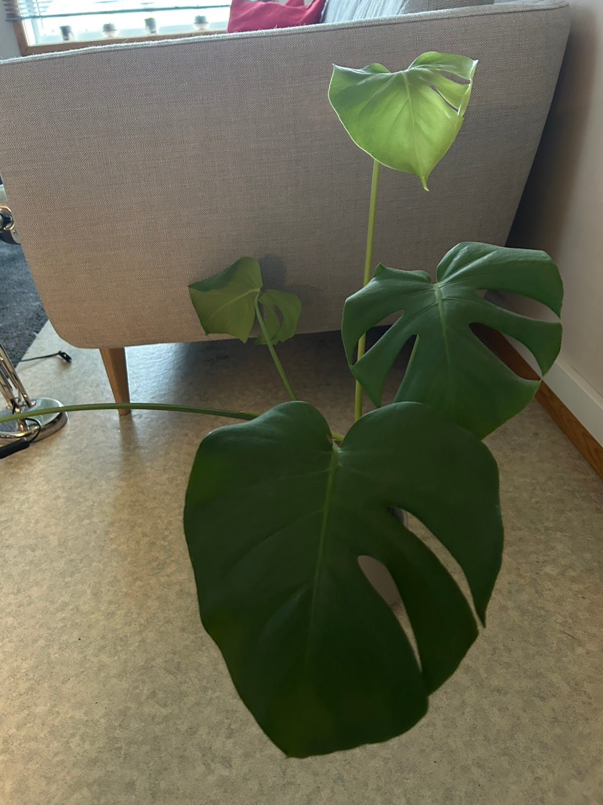 Liten monstera selges | FINN-torget