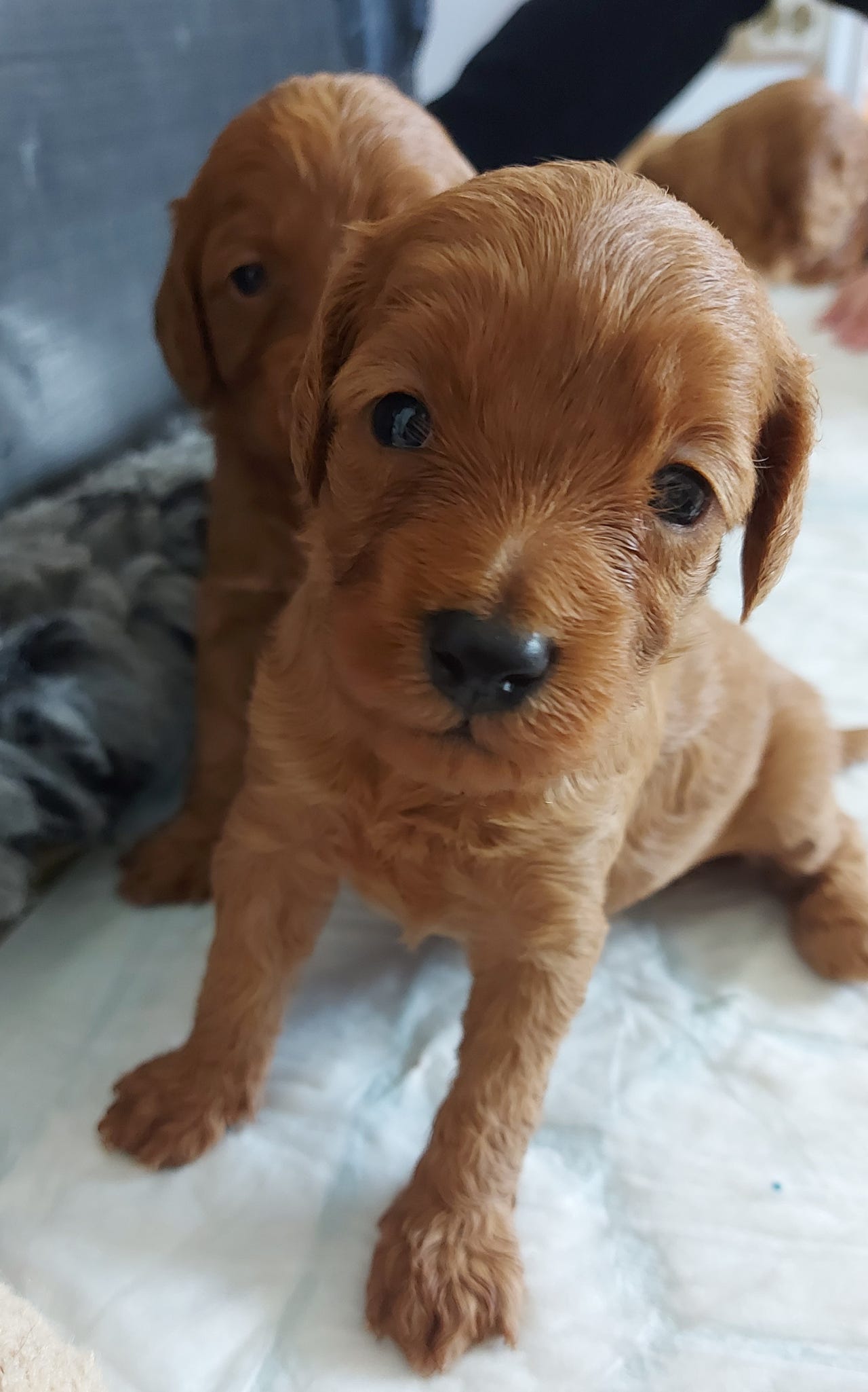 Cavapoo valp (Trondheim) | FINN-torget