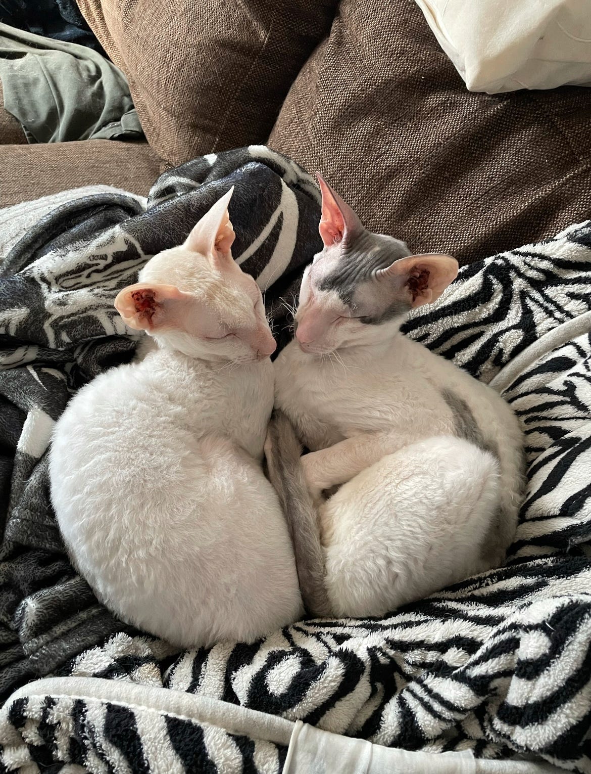 Cornish rex | FINN-torget