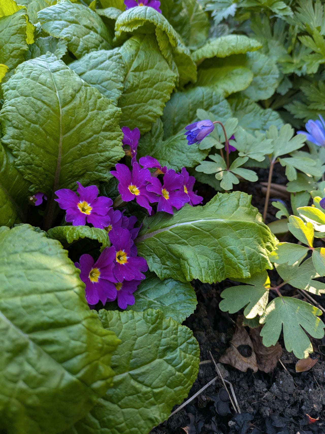 Primula staude | FINN-torget
