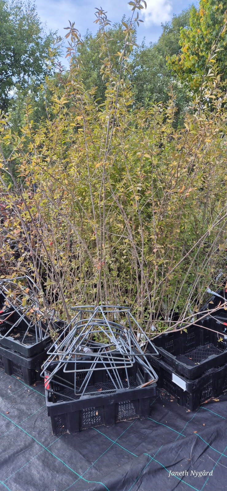 Store liguster planter. Til hekk 140-150 cm høye | FINN-torget