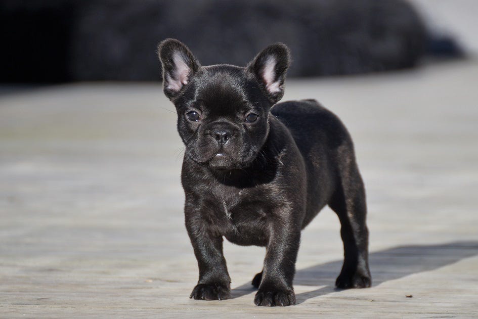 Fransk bulldog valp | FINN-torget