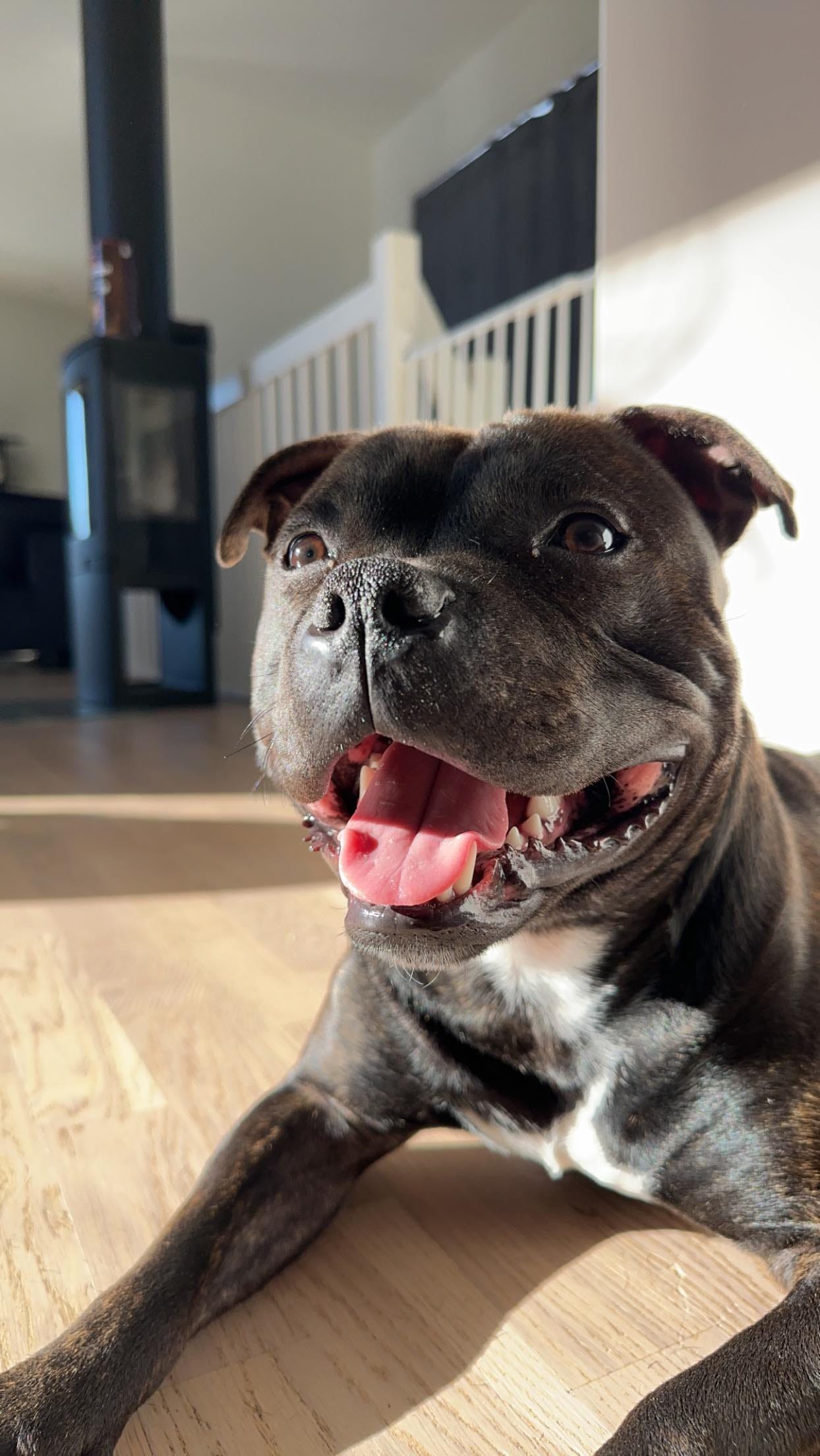 Hannhund omplasseres - Staffordshire Bull Terrier | FINN-torget