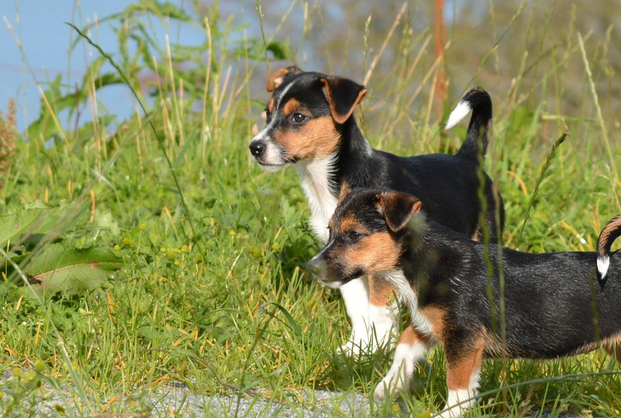Søte Jack Russel blandingsvalper leter etter sitt nye hjem | FINN-torget